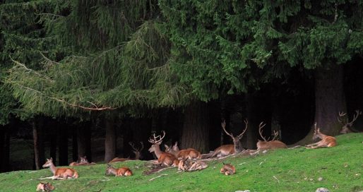 Cosa fare a Predazzo d’estate - Il Trentino dei Bambini
