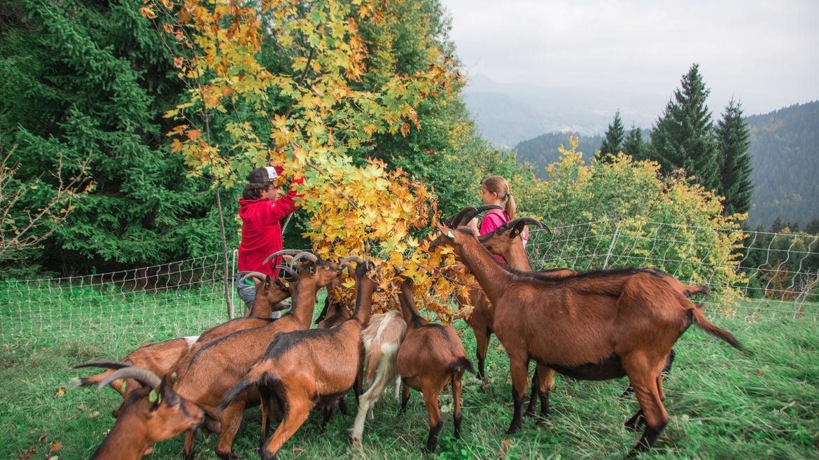 Trekking con le caprette a Maso Guez - Il Trentino dei Bambini