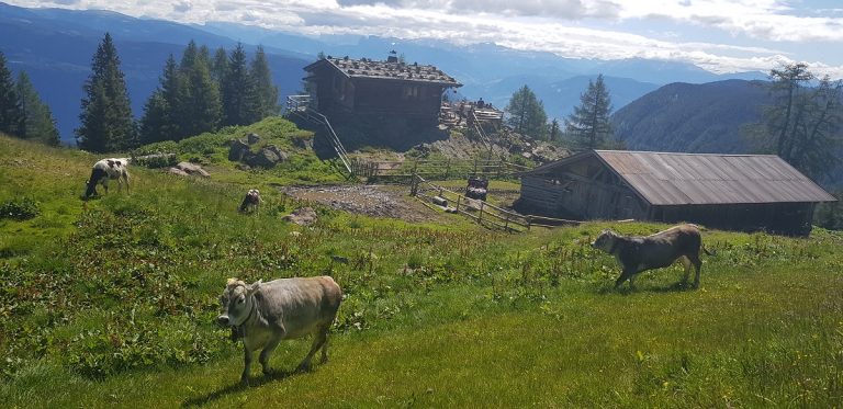 Gfrillner Alm sul Monte Luco! - Il Trentino dei Bambini
