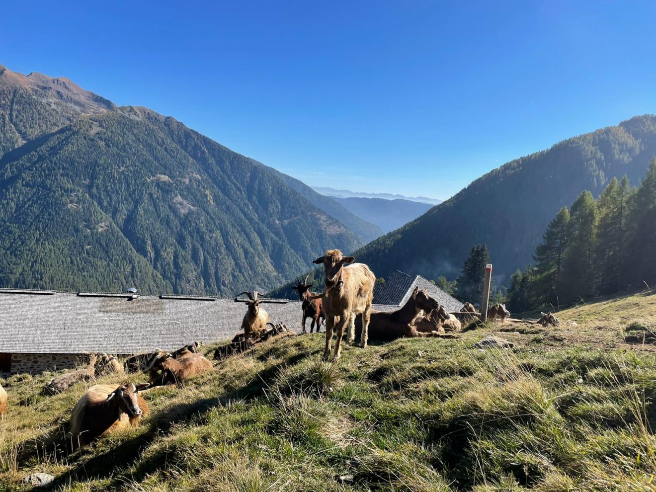 Val di Rabbi, estate coi bambini - Il Trentino dei Bambini