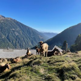 VAL DI SOLE, RABBI E PEJO - Il Trentino dei Bambini