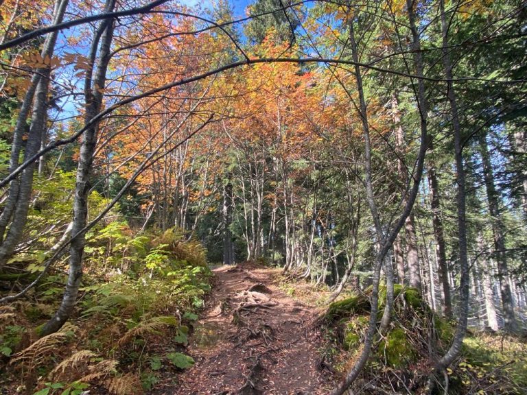 Il labirinto del Latemar: wow! - Il Trentino dei Bambini