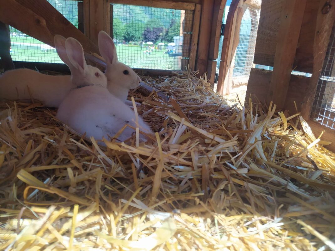Estate top al Biolago di Predazzo - Il Trentino dei Bambini